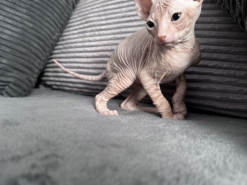 Донской сфинкс котята