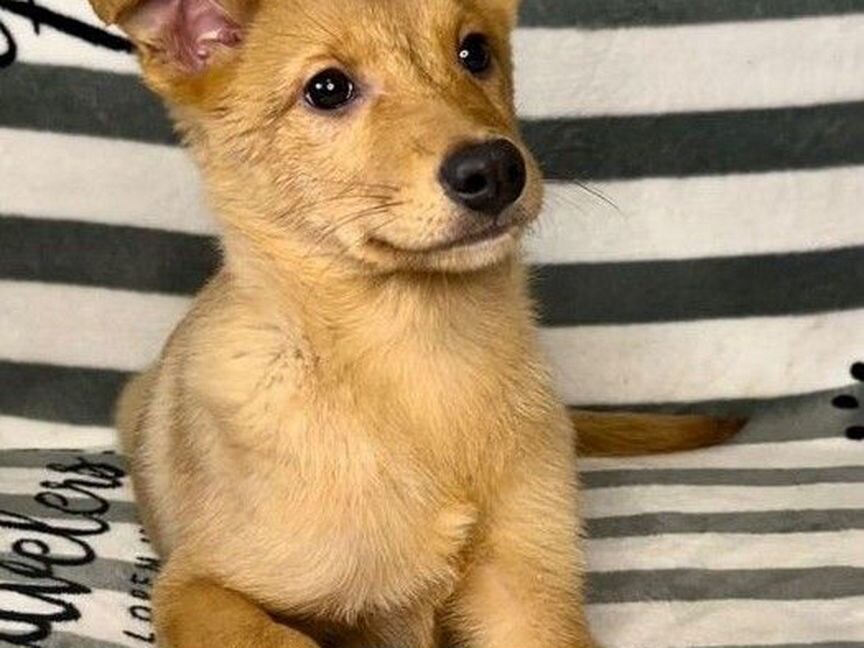 Щенок рыжий в да 3 мес