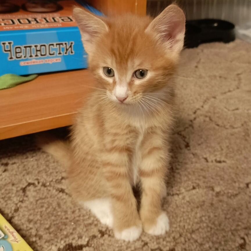 Котёнок в добрые руки