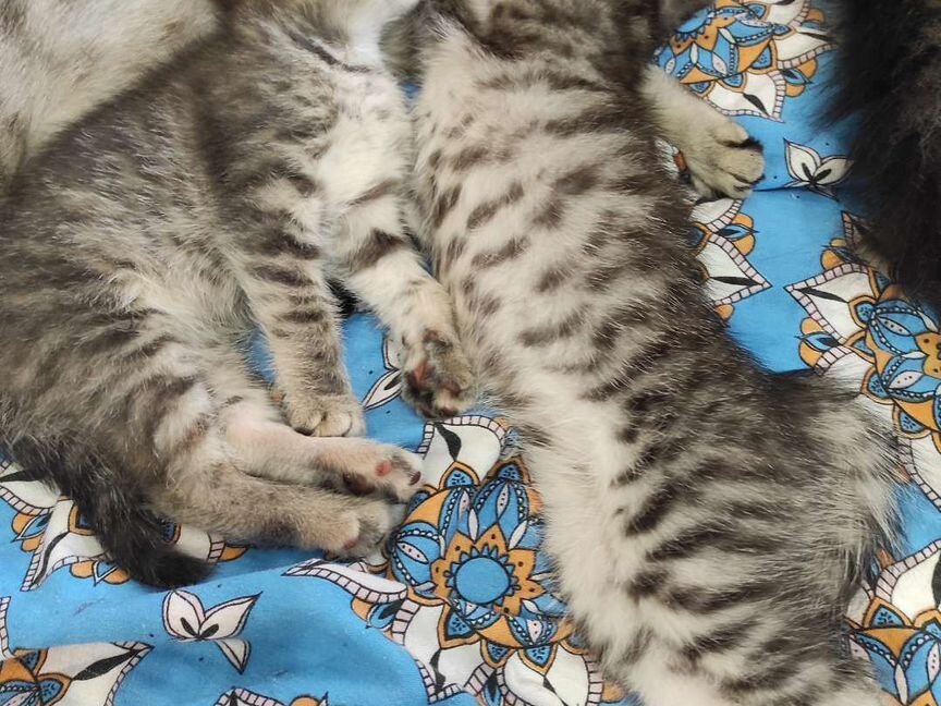 Котята Лора и Линда