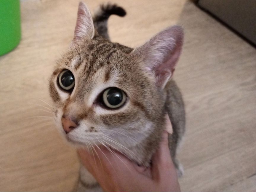 Кошка в дар бесплатно