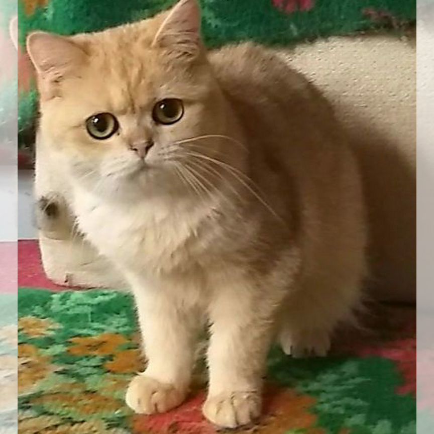 Золотая шиншилла