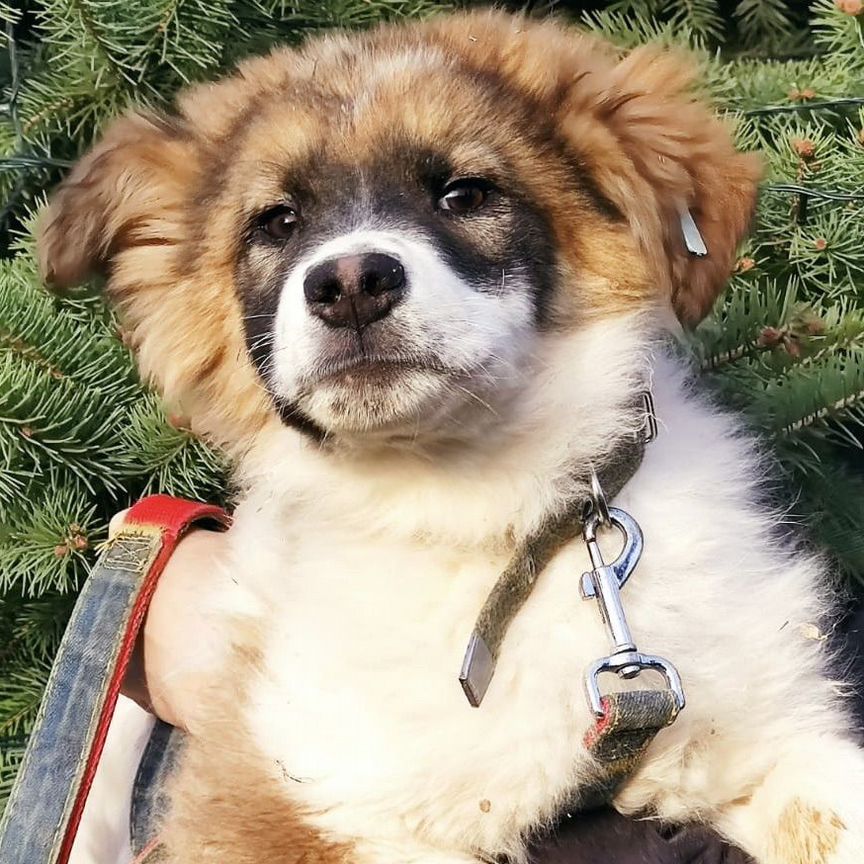 Чудо щенок мальчик 5 мес