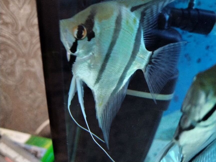 Скалярия Рио Нанай