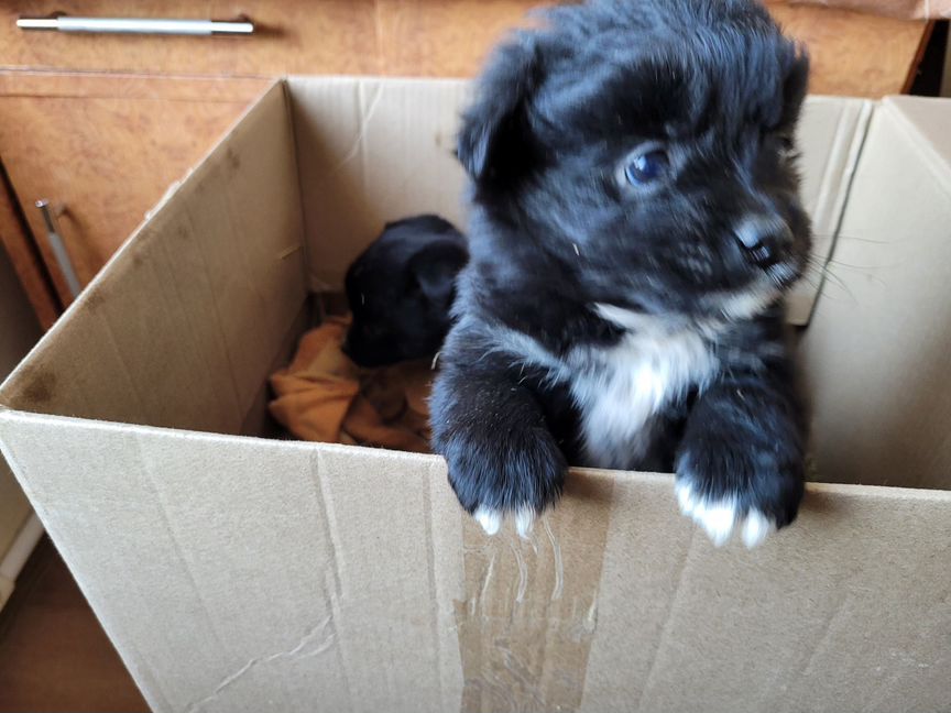 Собака в добрые руки