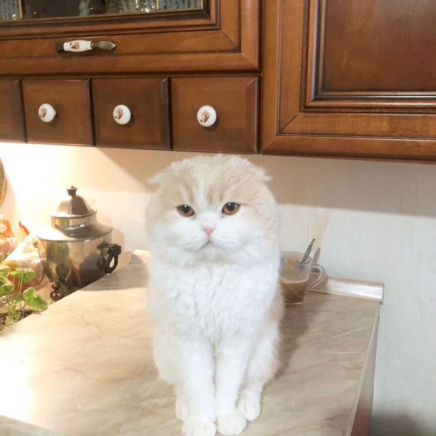 Шотланский кот