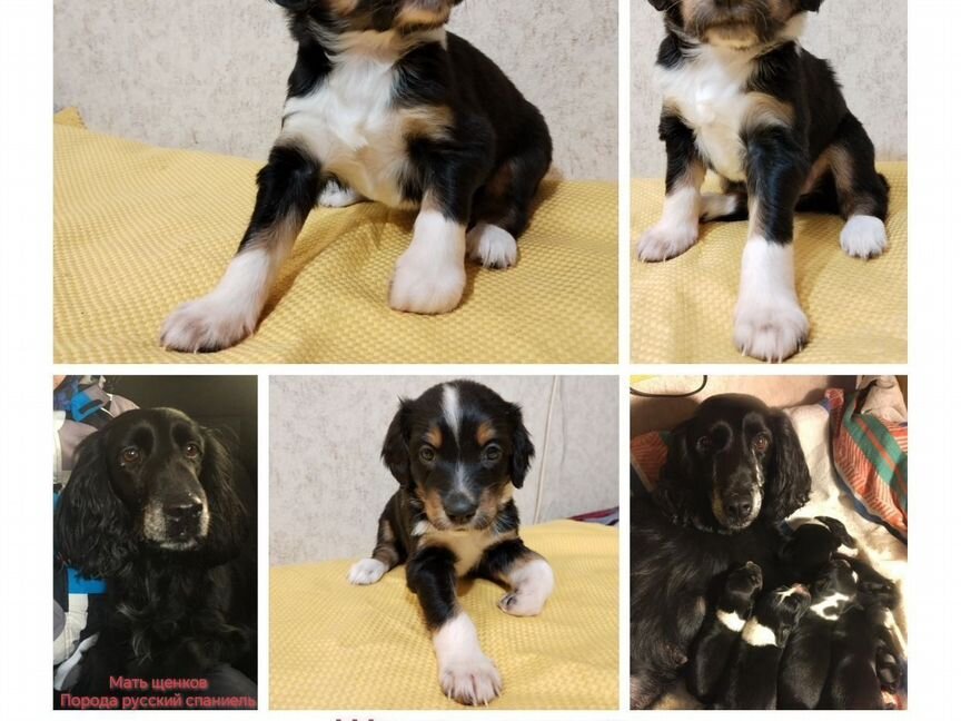 Щеночки пирожочки в добрые руки