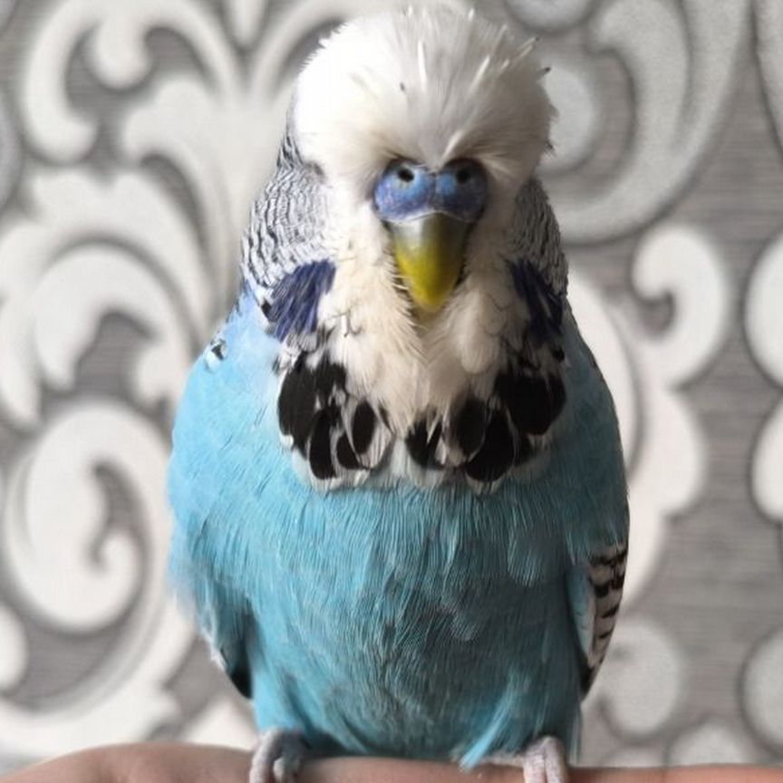 Попугай ввп чех