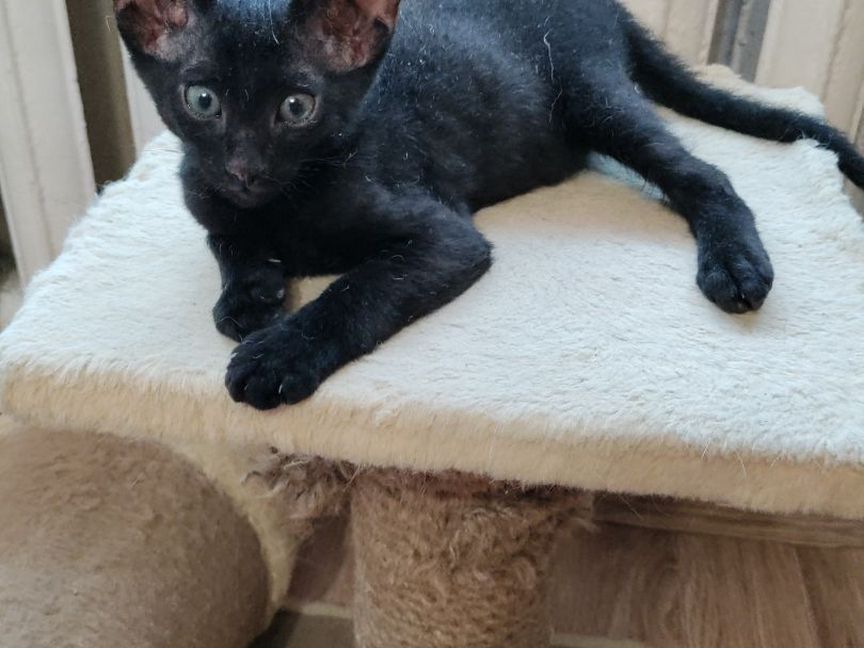 Котик 2,5 месяца