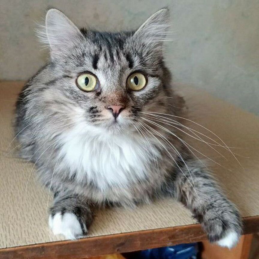 Взрослая, кошка в добрые руки