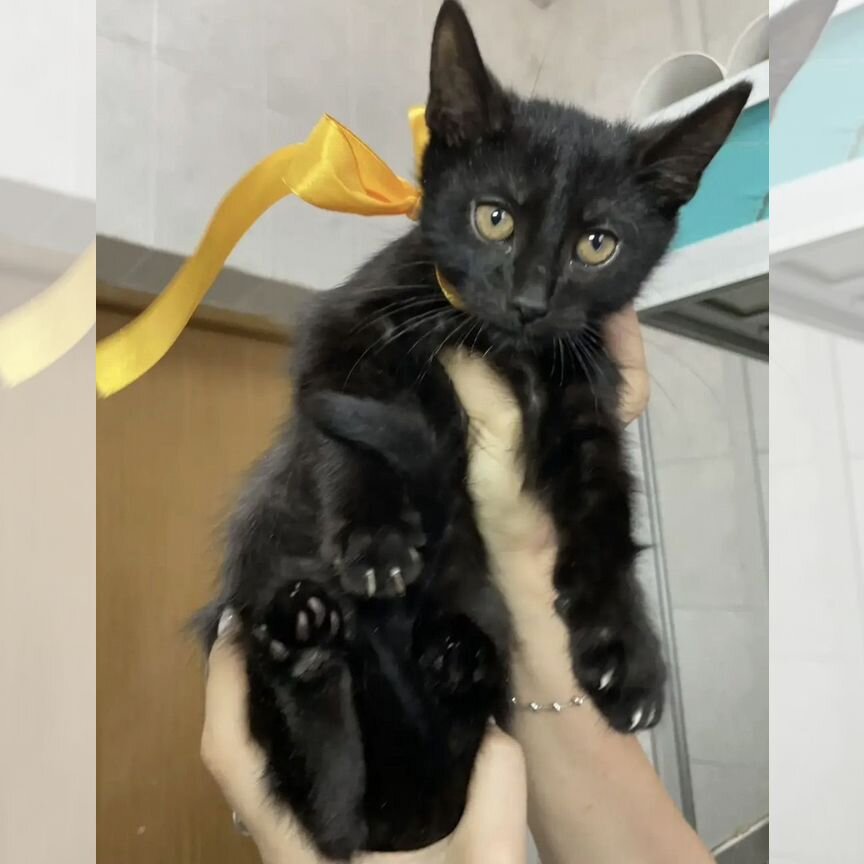 Бомбейский котёнок