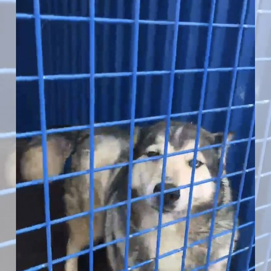 Сибирский хаски, взрослая собака