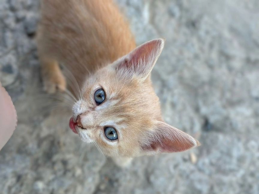 Рыжий ласковый котенок из Дагестана