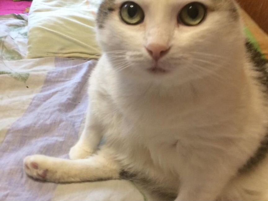 Кошка Зайка