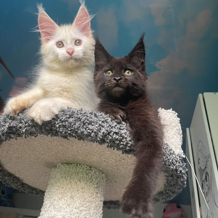 Котята мейн-кун белый и черный