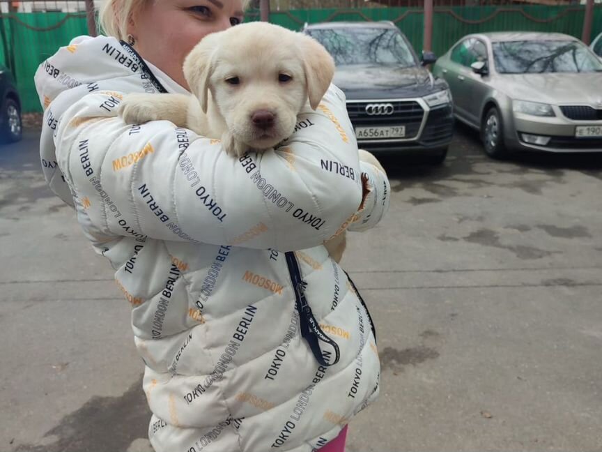 Лабрадор палевый мальчик
