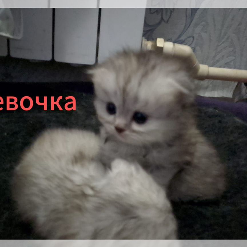 Котят шотландская серебристая шиншилла