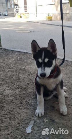 Щенки сибирской хаски