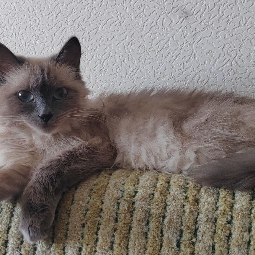 Кошка в дар