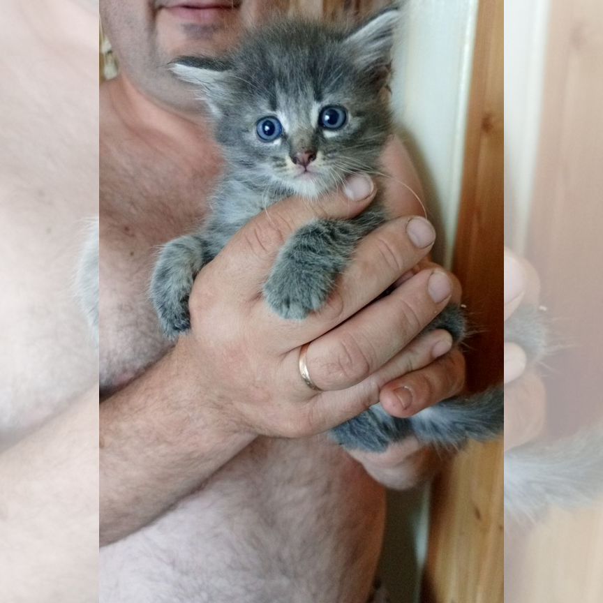 Отдам в добрые руки котят