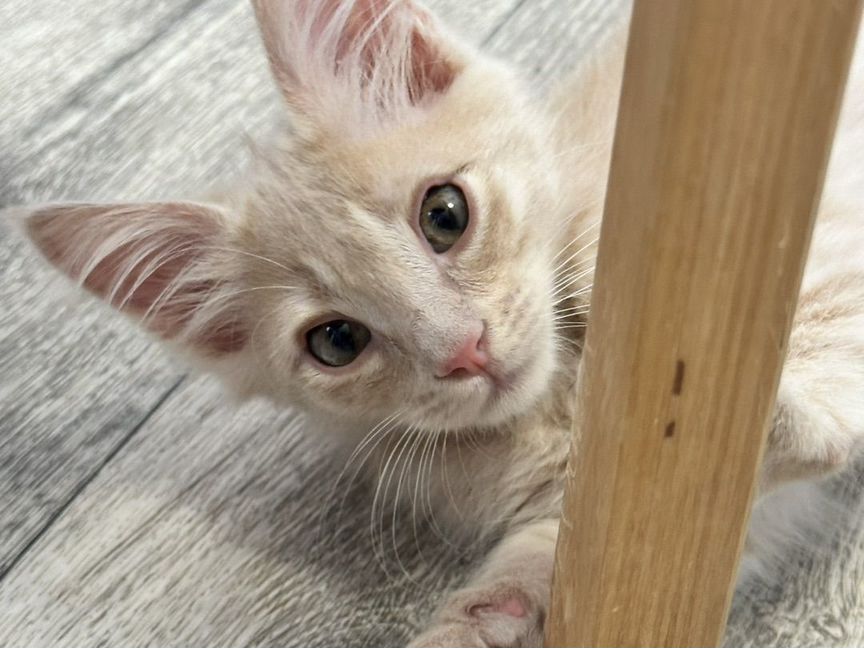 Шикарный парень в надежные руки (котенок)