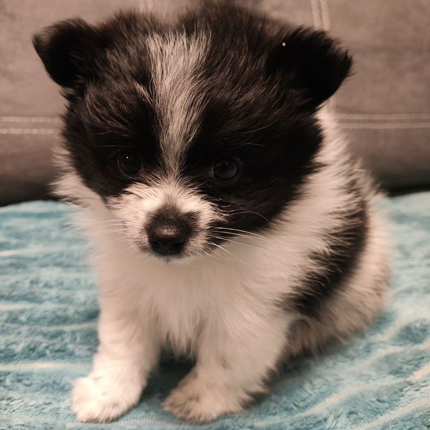 Померанский шпиц, щенок