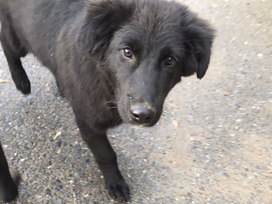 Собака, щенок-мальчик, 4,5 мес