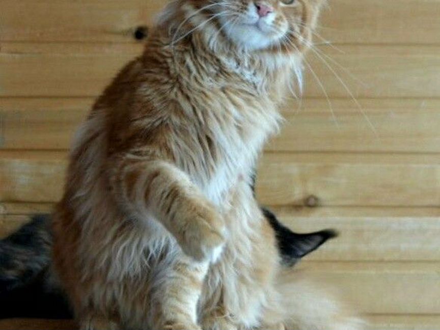Кошки мейн-кун