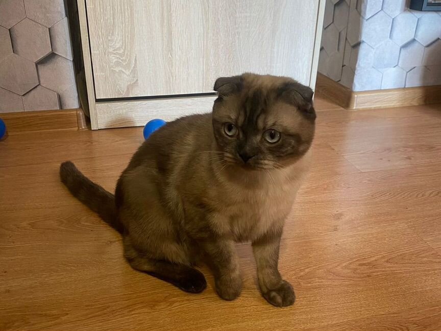 Британский вислоухий кот