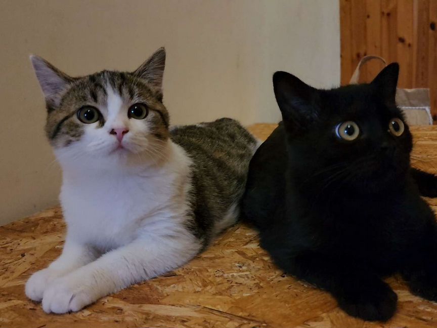 Котята ждут вас
