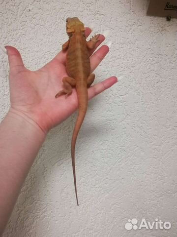 Бородатая агама, самец