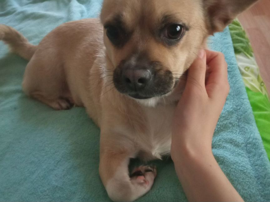 Смесь чихуахуа и пекинес