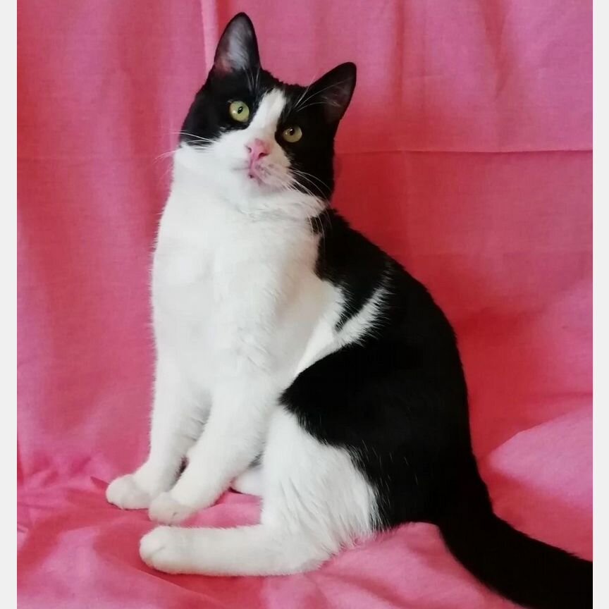 Котик
