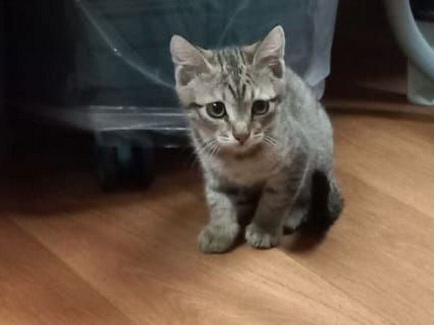 Котик