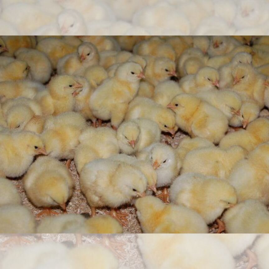 Цыплята бройлеры росс 308 суточные Кузбасс