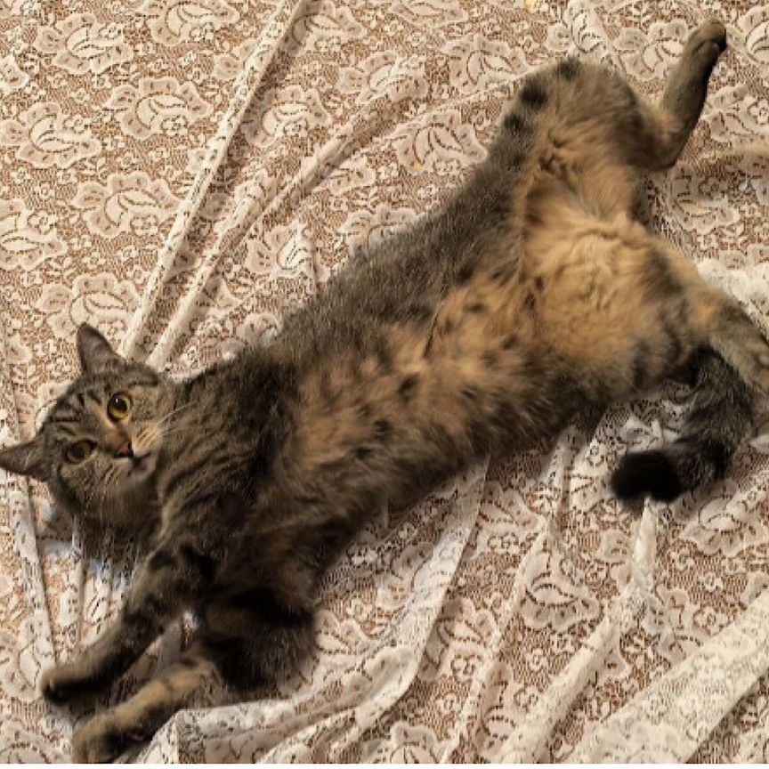 Европейский короткошёрстный кот, взрослый