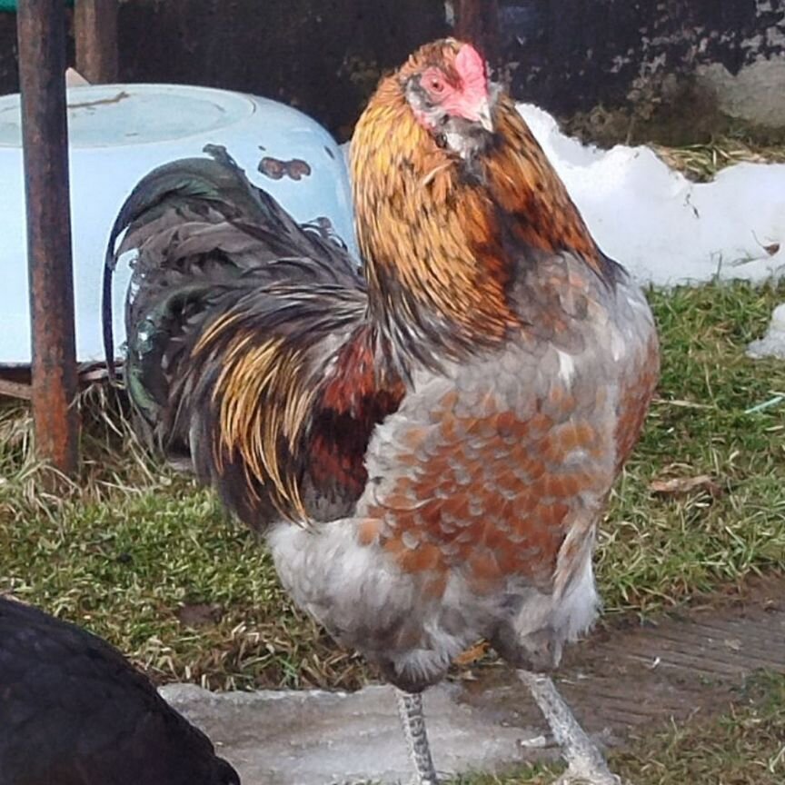 Петух Амераукана
