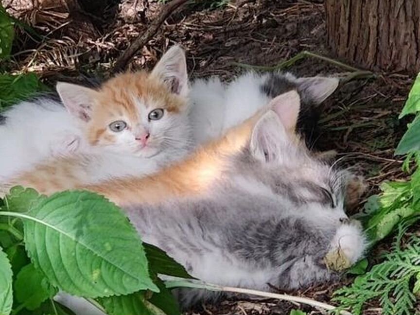 Котята, рыжие и серые