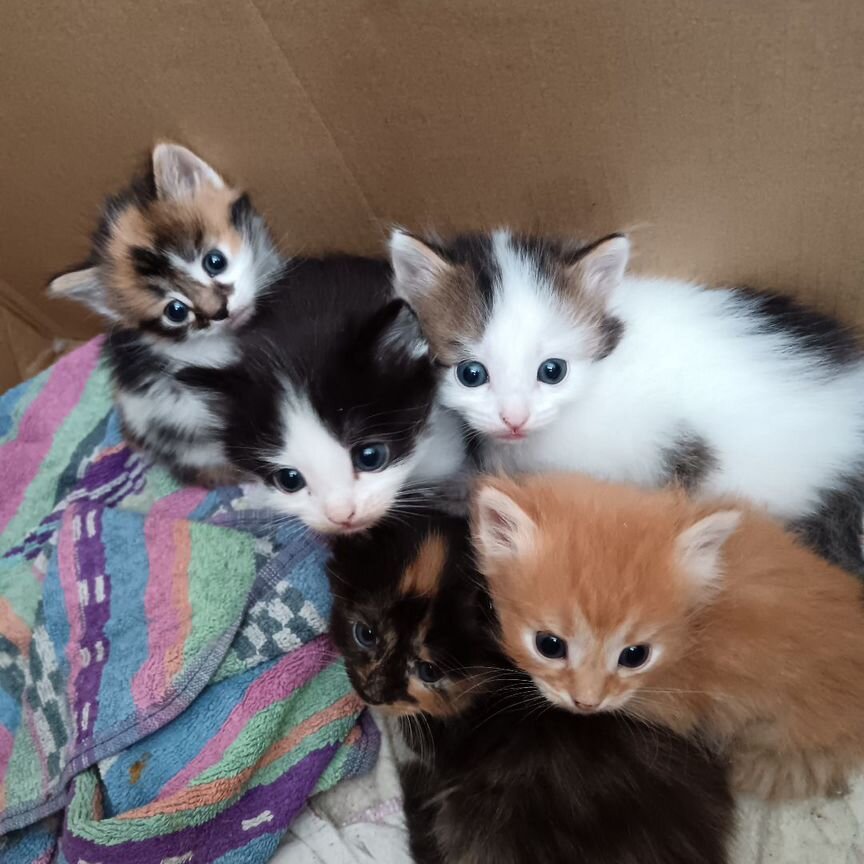 Котята в добрые руки бесплатно