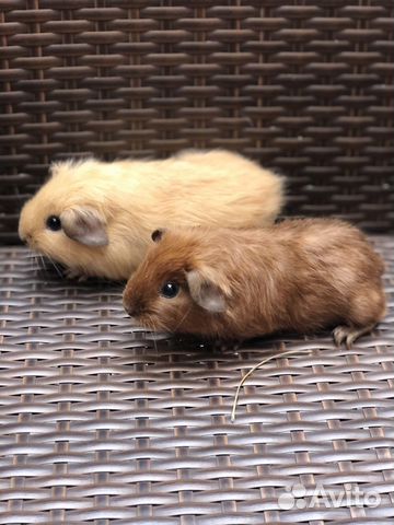 Морские свинки английский селф