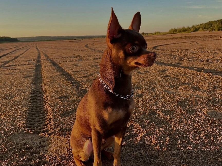 Русский той-терьер на случку