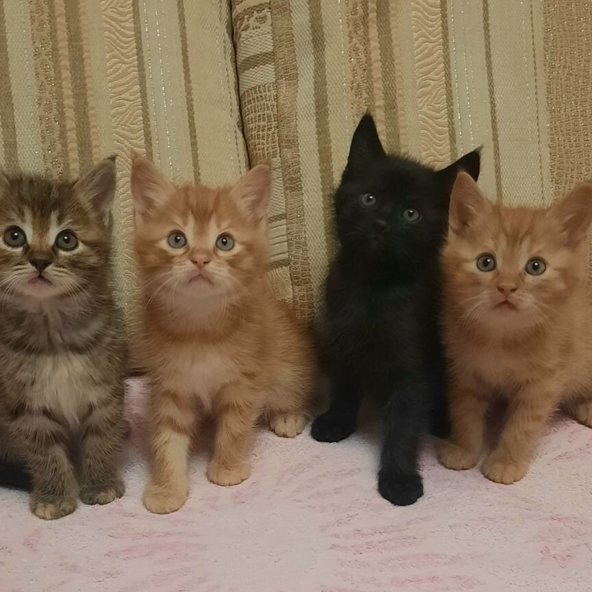 Отдам в хорошие добрые руки котят (1,5 мес.)
