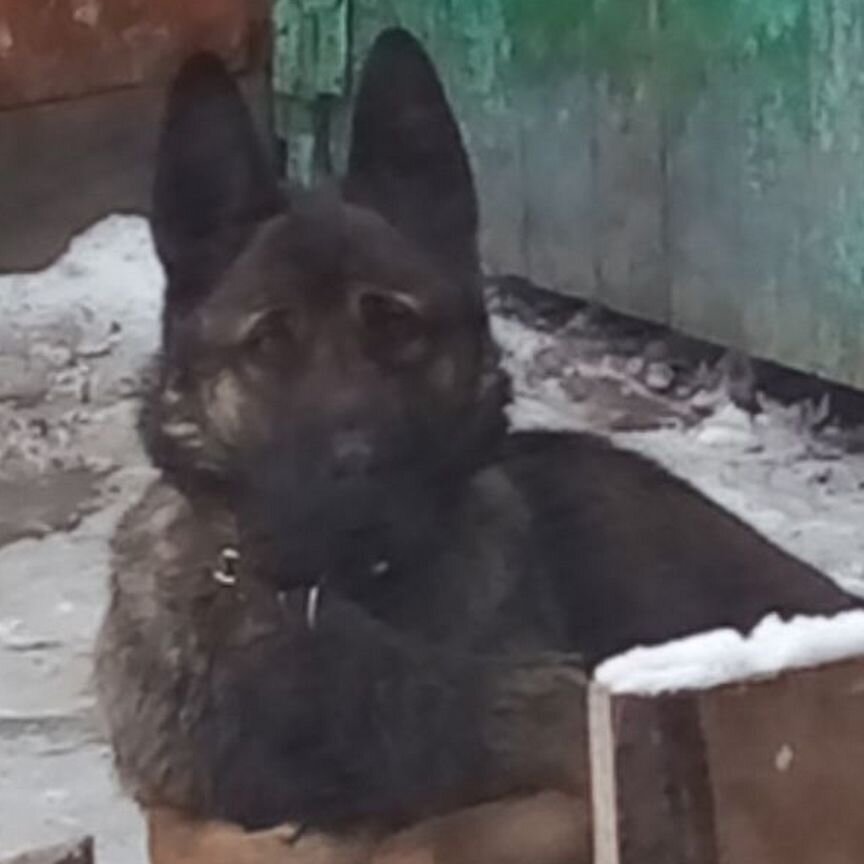 Немецкая овчарка, щенок