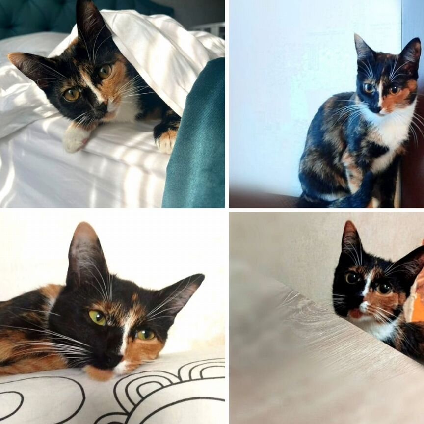 Кошка в дар