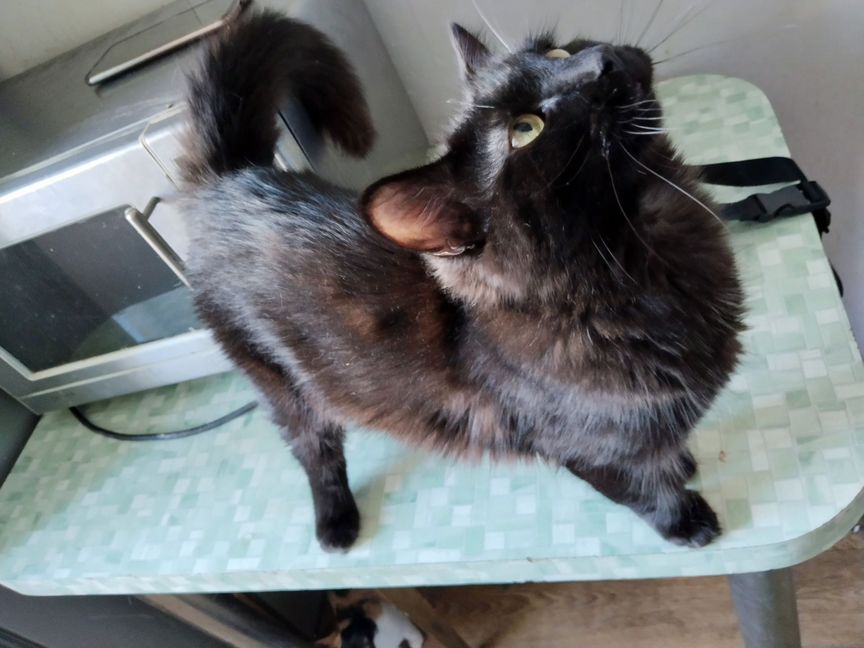 Домашние животные котята