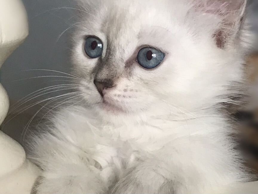 Невский маскарадный котик 8