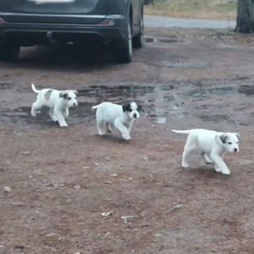 Щенок в добрые руки