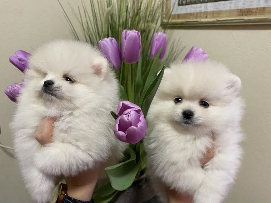 Щенки шпица померанского, игривые малыши