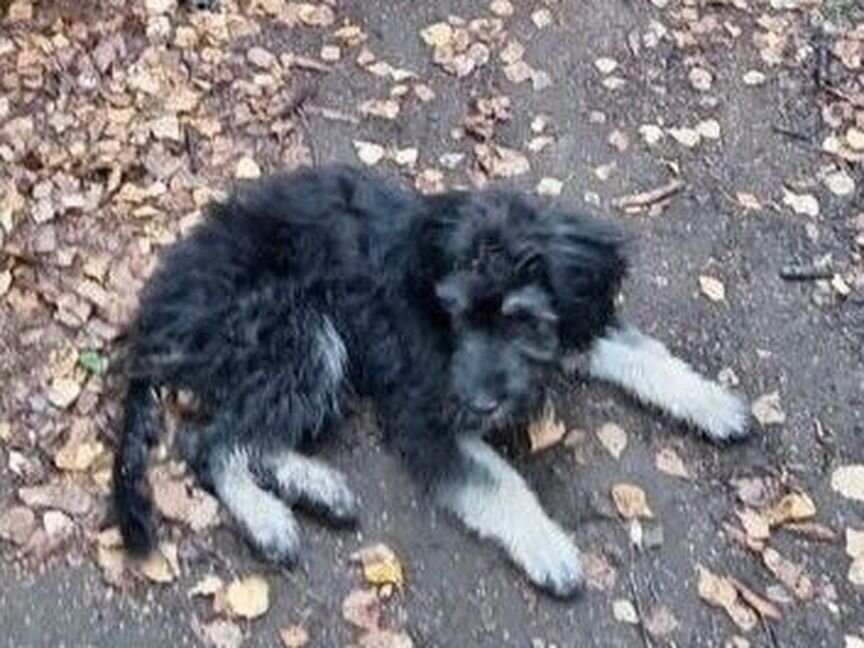 Собака в добрые руки отдам бесплатно