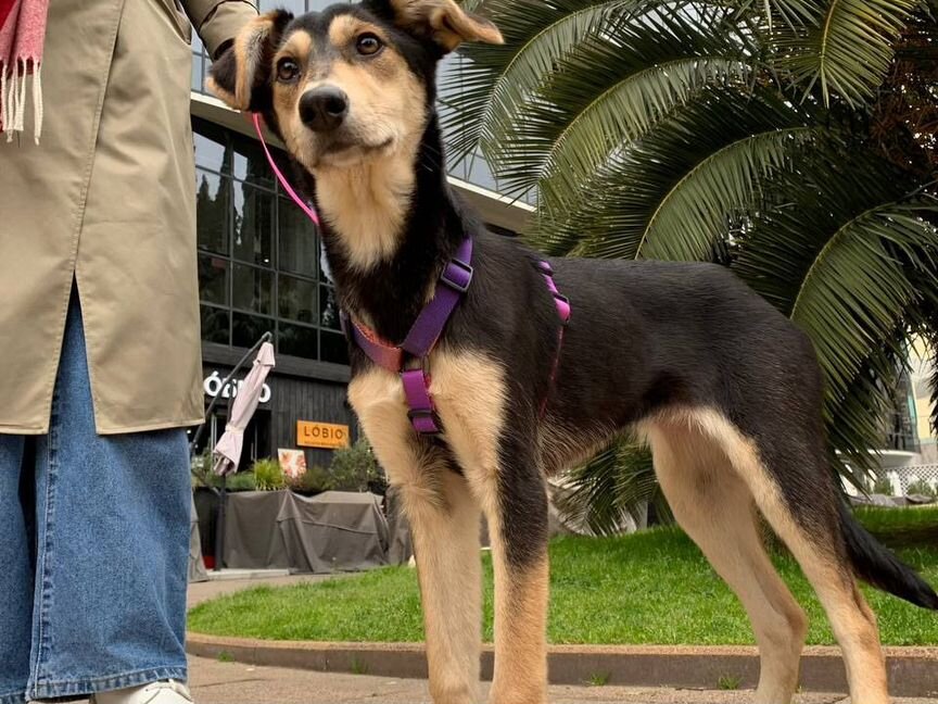 Спокойный щенок в добрые руки